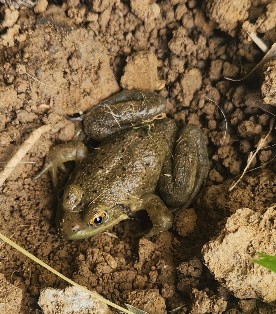 American Bullfrog from Cooper Township, IL, USA on August 09, 2024 at ...