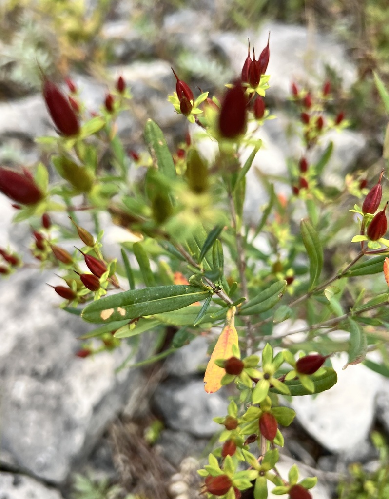 Kalm's St. John's-wort from Lake Huron, Northern Bruce Peninsula, ON ...