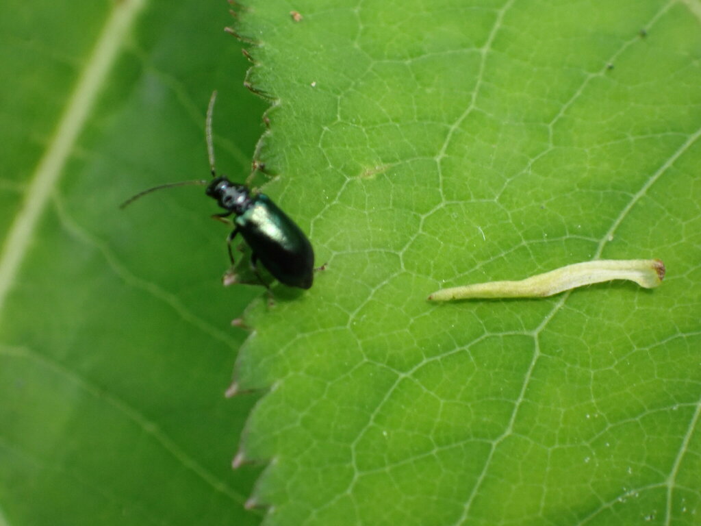 Skeletonizing Leaf and Flea Beetles in June 2024 by Moses Michelsohn ...