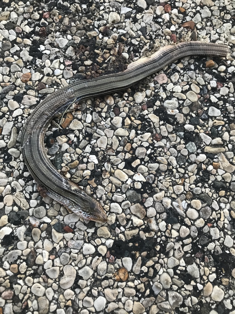 Slender Glass Lizard in June 2019 by aaronloenhorst · iNaturalist