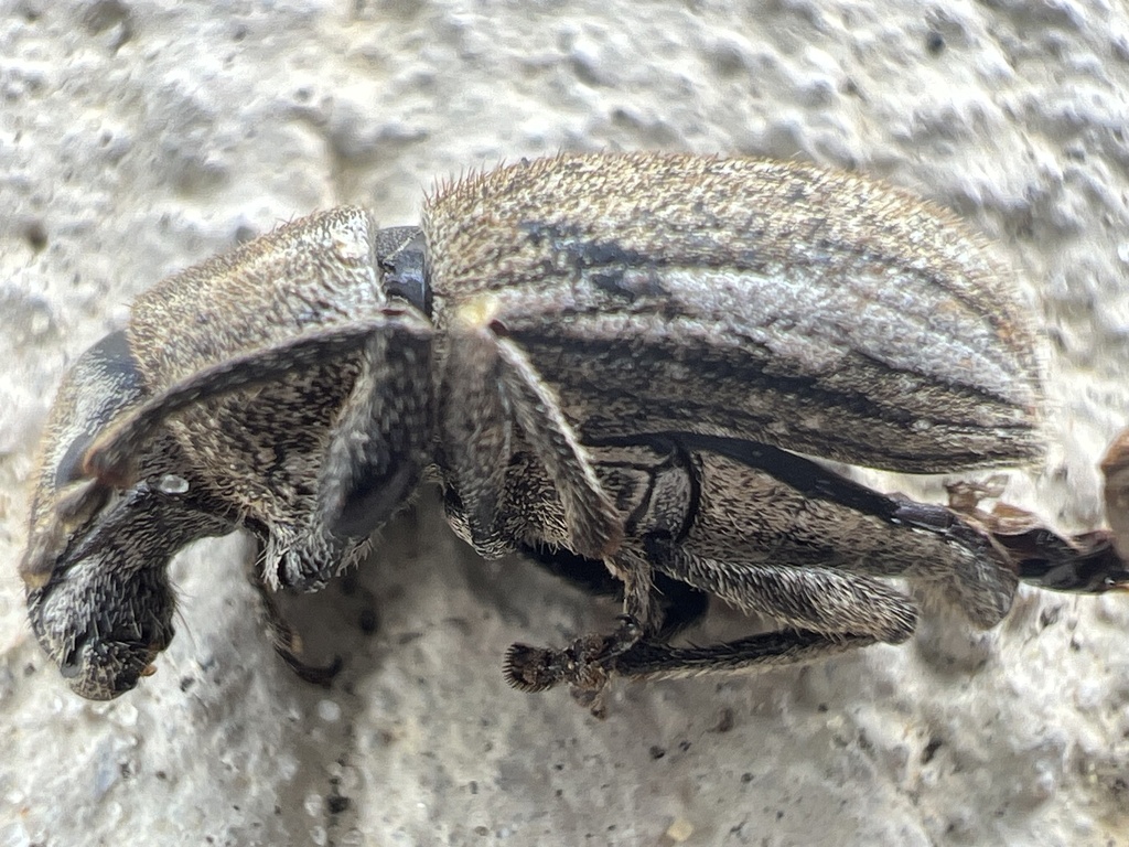 White-fringed weevil from Sweetclover Dr, Rolesville, NC, US on August ...