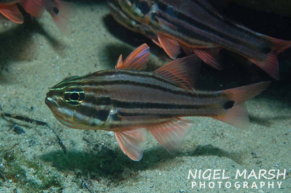 Sydney Cardinalfish from Sydney NSW, Australia on December 29, 2008 at ...