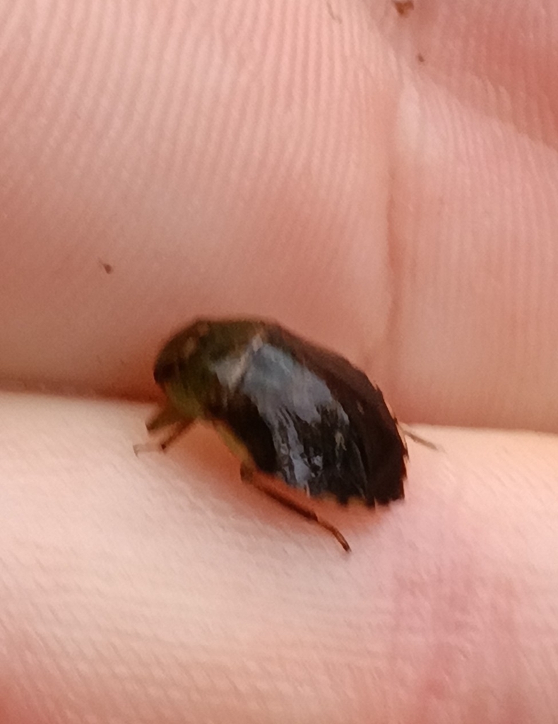 Alligator Fleas from The Plains, VA 20198, USA on August 31, 2024 at 02 ...