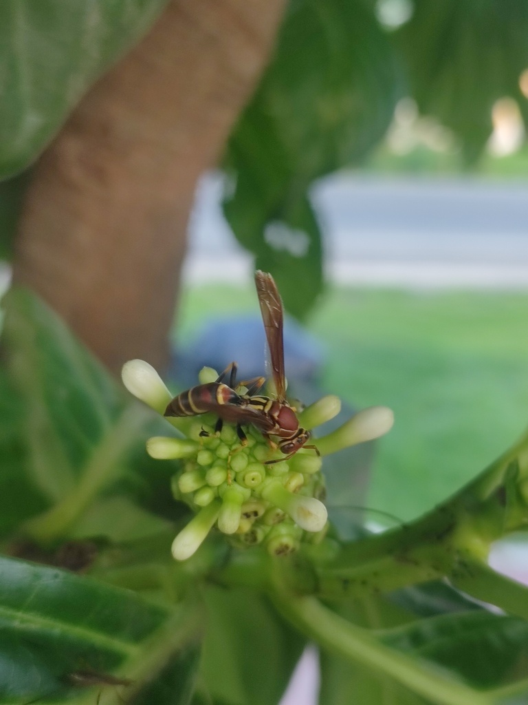 Unstable Paper Wasp from Cihuatlán, Jal., México on August 1, 2024 at ...