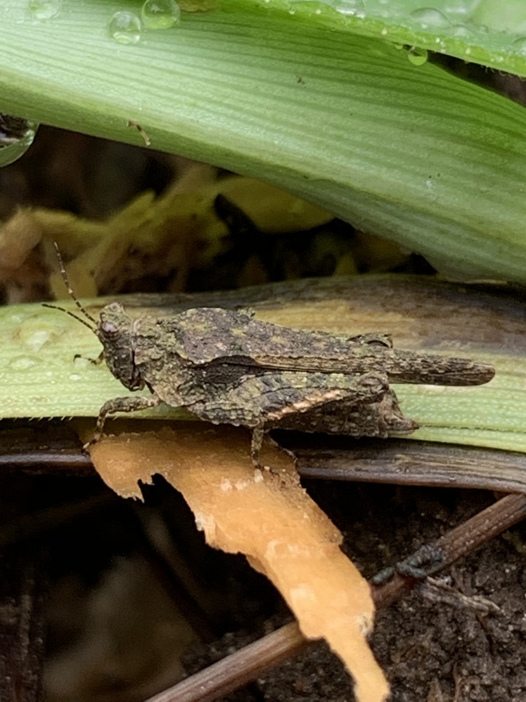 Obscure Grouse Locust from 36 Aspetong Rd, Bedford, NY, US on June 20 ...