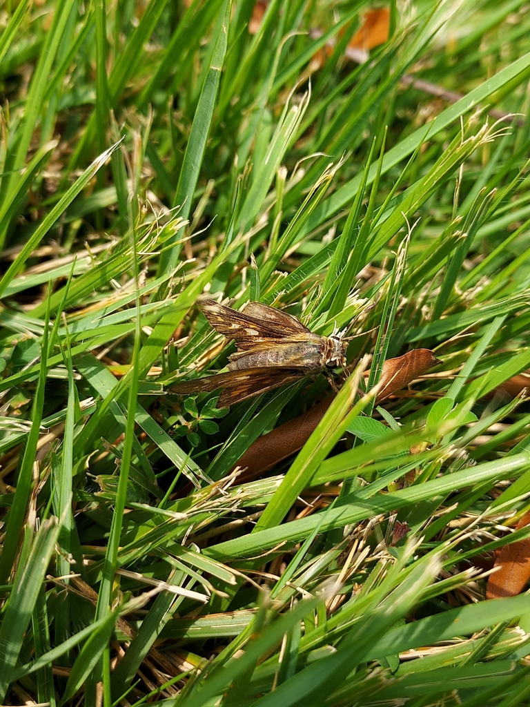 Huron Sachem from South Kensington, MD, USA on August 31, 2024 at 02:43 ...