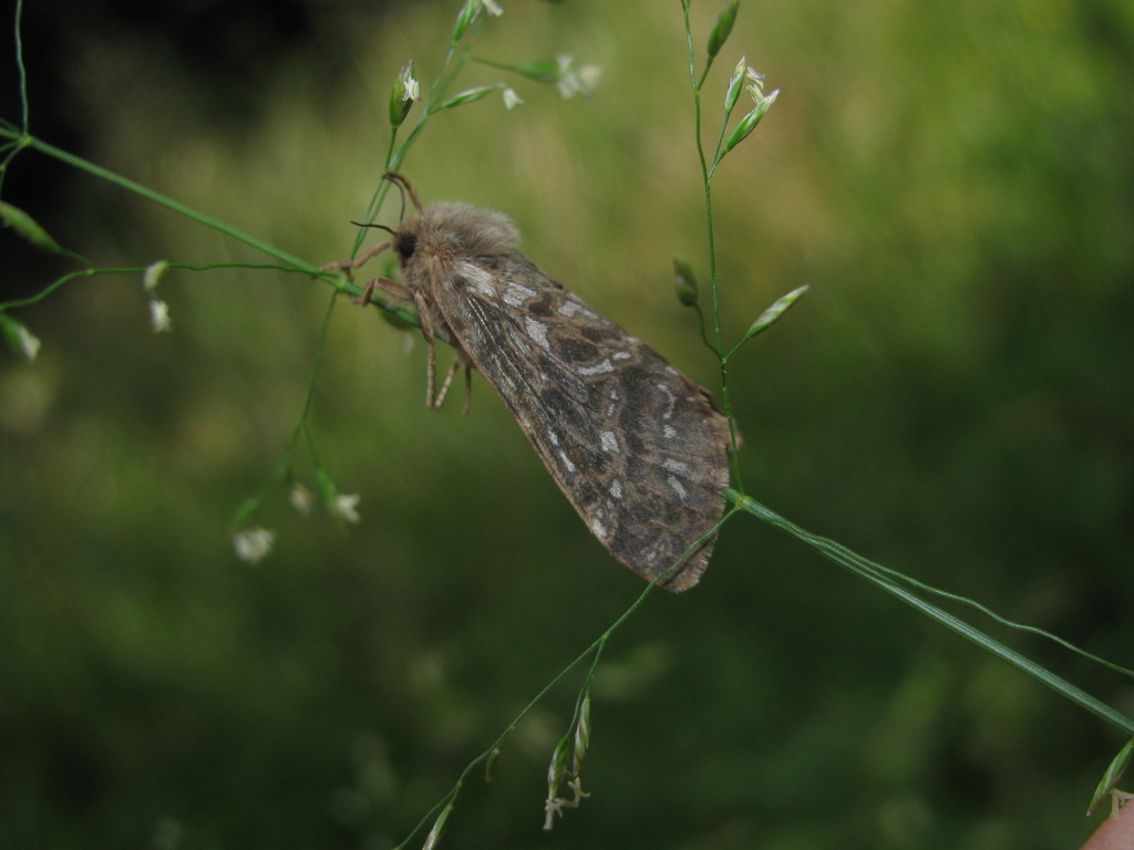 Esper's Alpine Swift Moth from 053 05 Poľanovce, Slovensko on July 6 ...