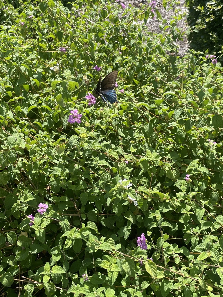 Pipevine Swallowtail from The University of Texas at San Antonio, San ...
