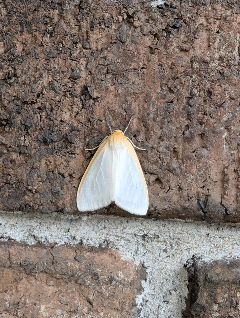 Delicate Cycnia Moth from Carbondale on August 31, 2024 at 02:48 PM by ...