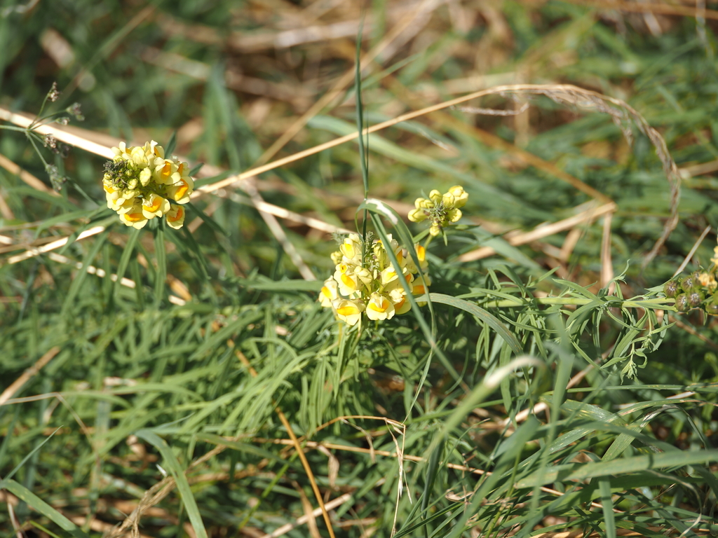 common toadflax from Suffolk, UK on August 30, 2024 at 02:24 PM by Phil ...