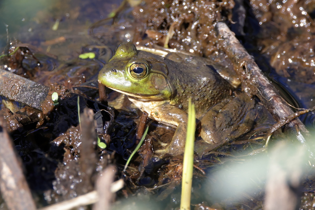 American Bullfrog from Juneau County, WI, USA on August 31, 2024 at 10: ...