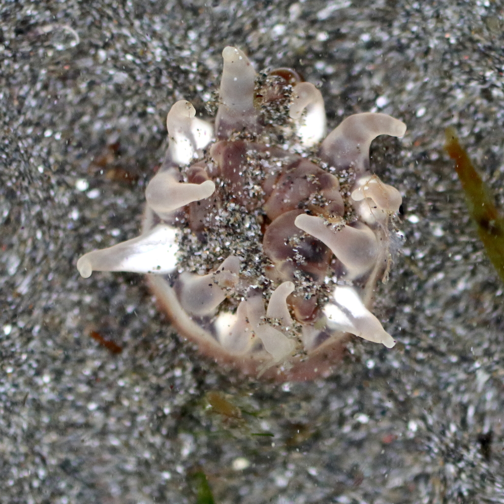Twelve-tentacled Parasitic Anemone from White Rock beach on July 23 ...