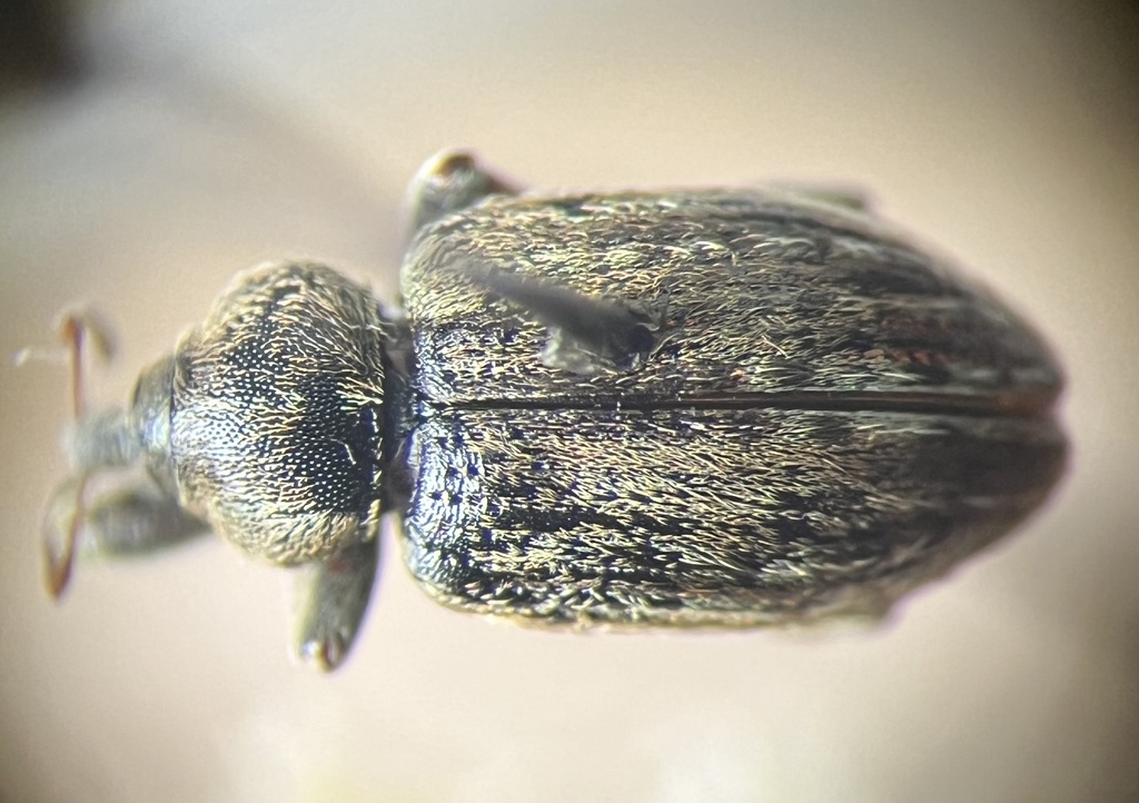 Hypera meles from Fayetteville, AR, US on April 28, 2024 at 02:23 PM by ...