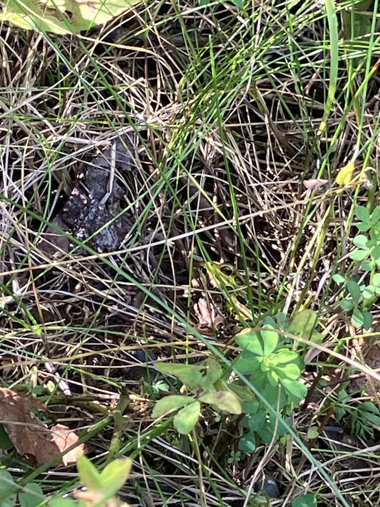 Northern Leopard Frog from Cloquet, MN, US on August 31, 2024 at 03:45 ...