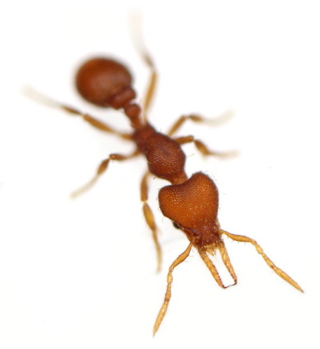 Eggers’ Pygmy Snapping Ant (Strumigenys eggersi)
