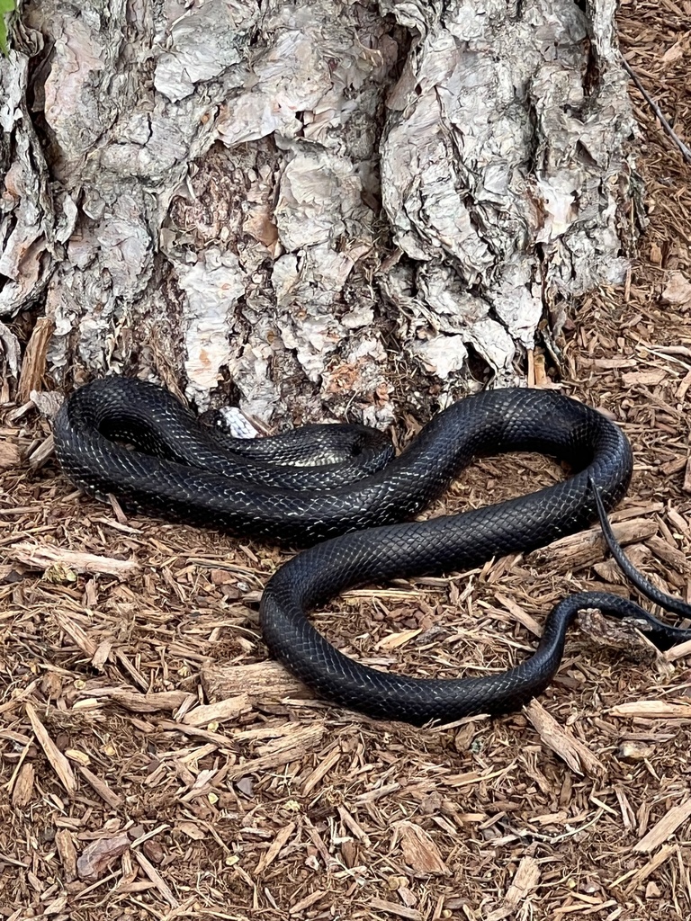 Eastern Ratsnake from Quarter Horse Loop, Hertford, NC, US on May 6 ...
