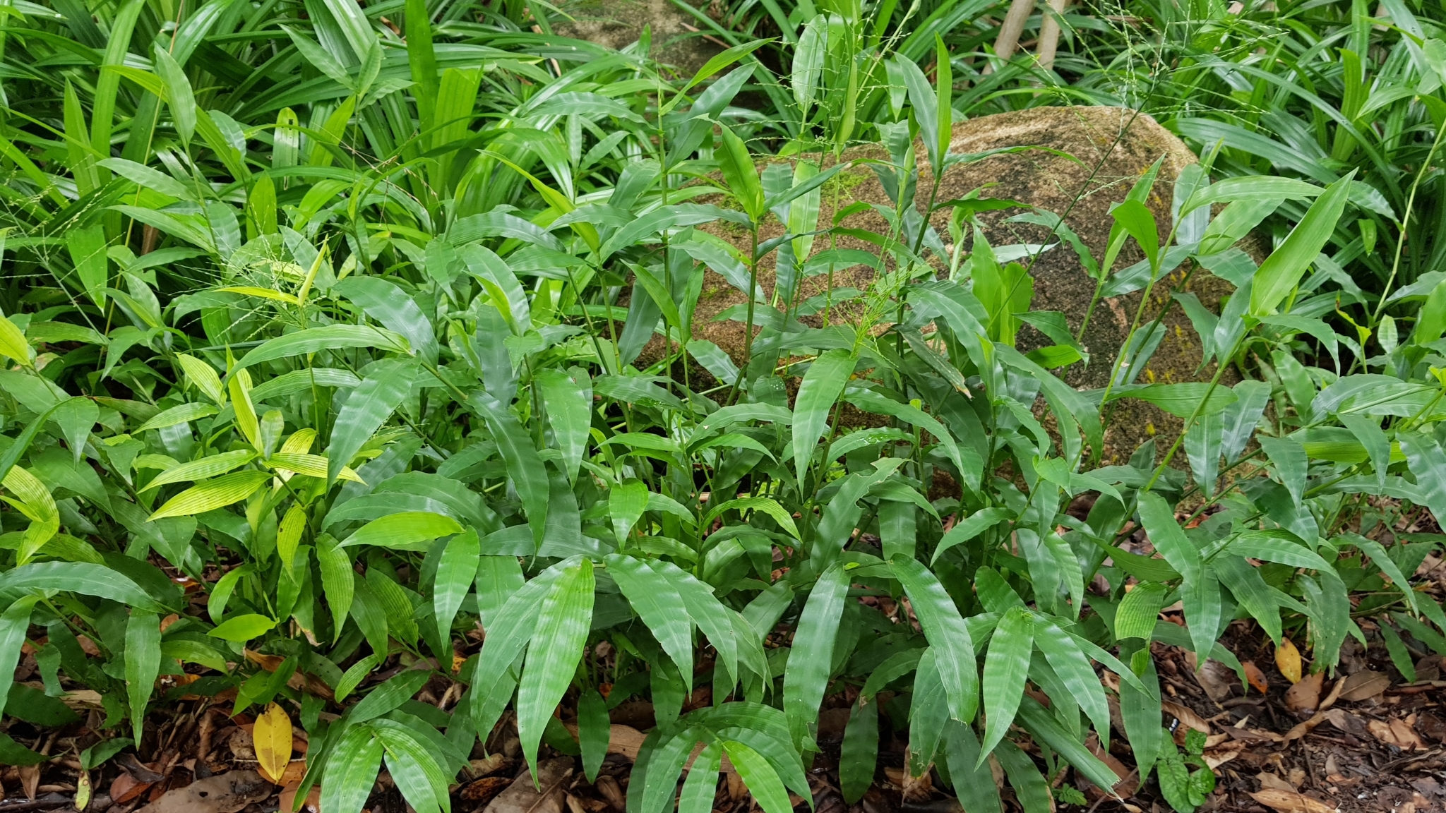 Centotheca lappacea (L.) Desv.