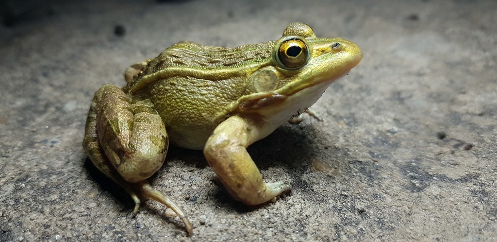 Black-spotted Frog in June 2019 by Amaël Borzée · iNaturalist
