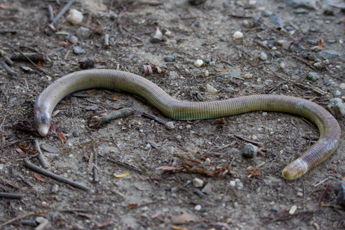 Red Worm Lizard (Amphisbaena alba) - Snakes and Lizards