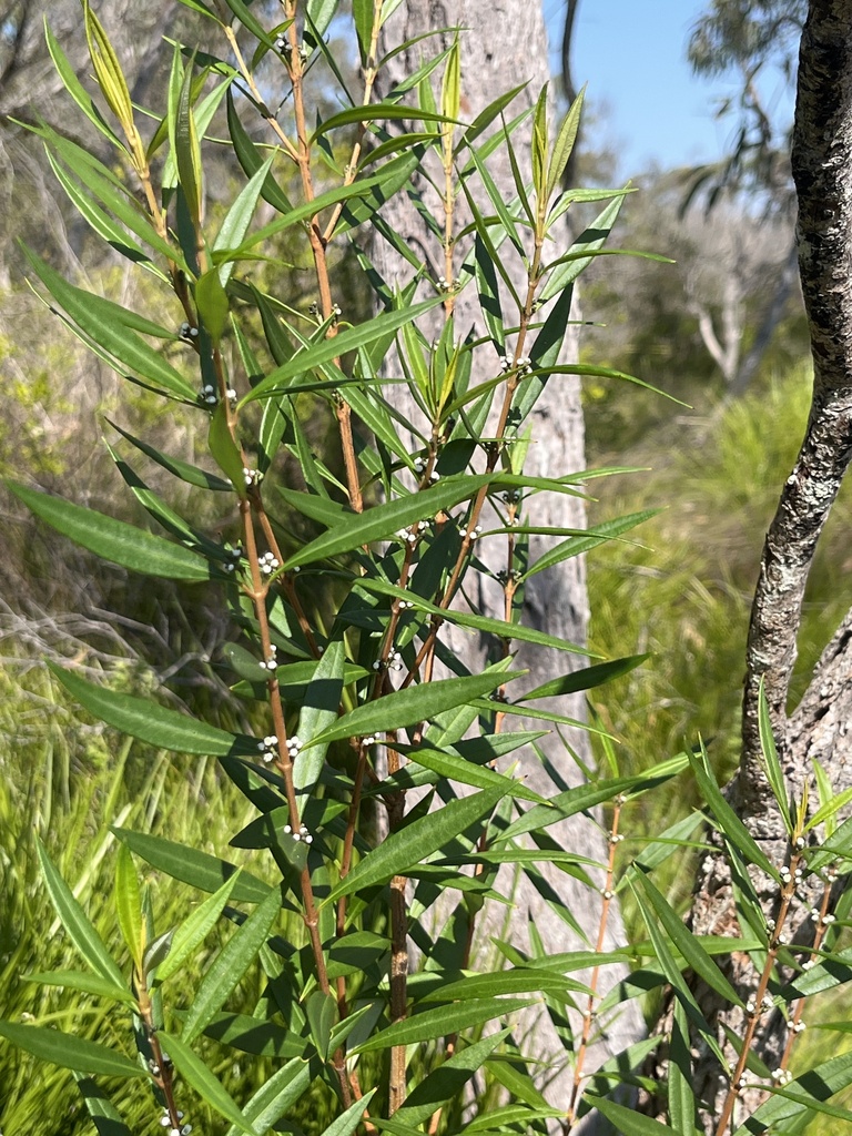 Logania albiflora from Tewantin National Park - CYPAL, Tinbeerwah, QLD ...