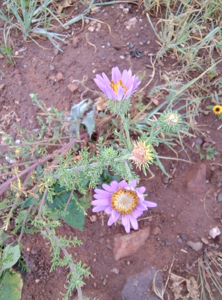 Xanthisma gymnocephalum from 35854 Dgo., México on August 31, 2024 at ...