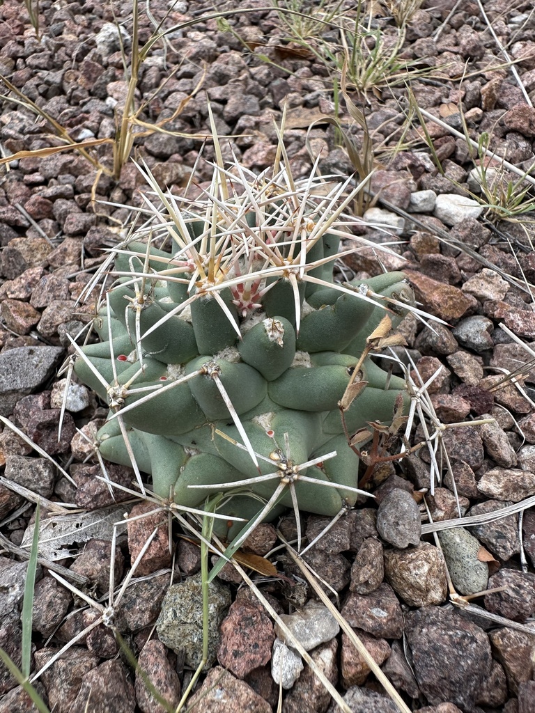 Scheer's Beehive Cactus in August 2024 by sustainablemanny · iNaturalist