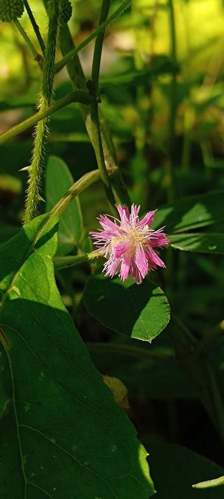 giant false sensitive plant from Universidad Autonoma del Estado de ...