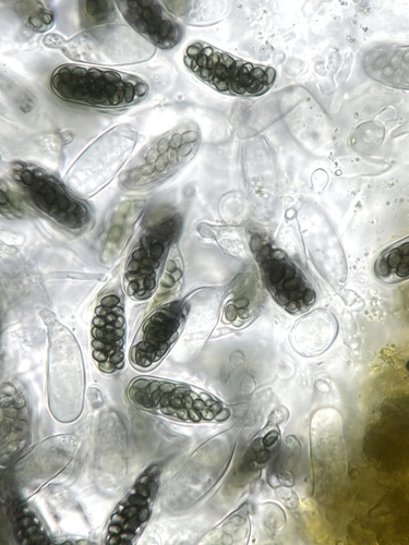 Género Westerdykella · iNaturalist Mexico