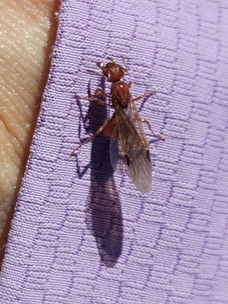 Ants from Ashford, WA 98304, USA on August 30, 2024 at 02:50 PM by ...