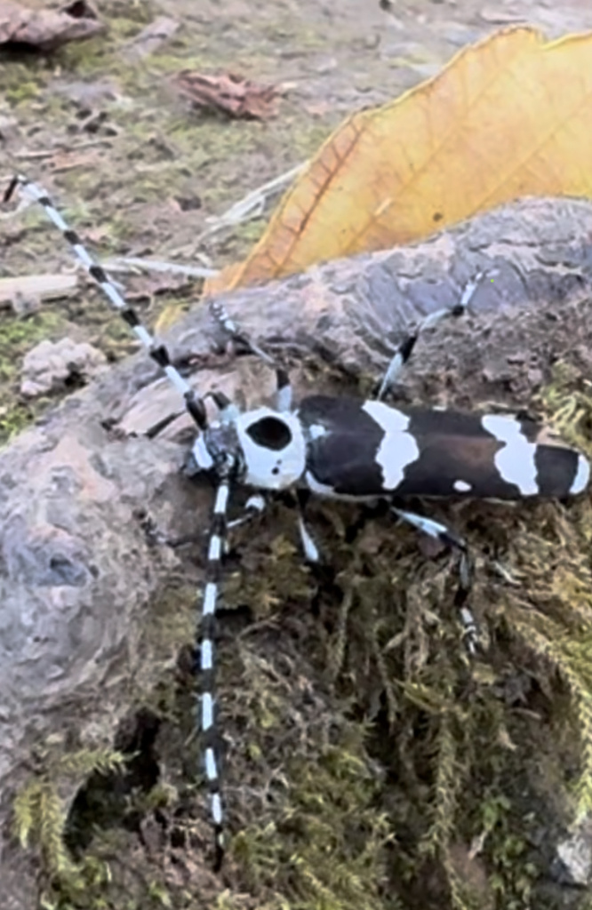 Banded Alder Borer from Puget Park, Seattle, WA, US on August 31, 2024 ...