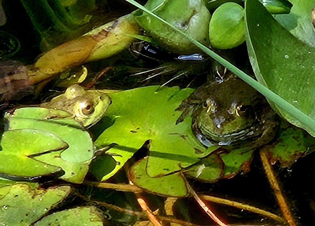 American Bullfrog from Waukee, IA, USA on August 31, 2024 by Scott ...