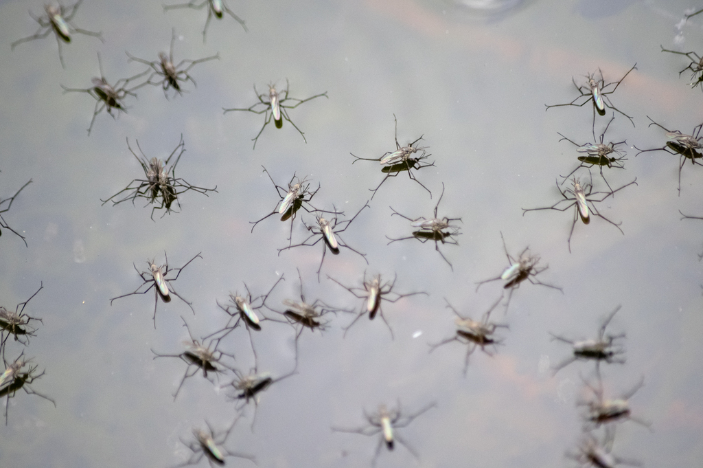 Saltpool Mosquito from Island Bay, Wellington 6023, New Zealand on ...