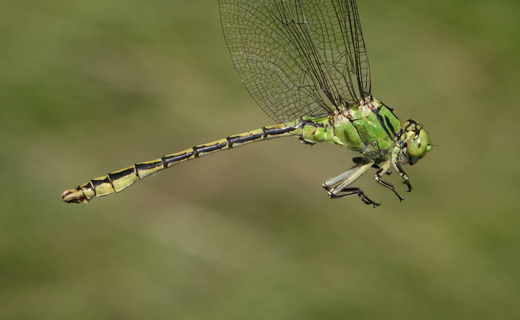 Ophiogomphus spinicornis from Russia, Krasnoyarskiy Kray, Shushenskoe ...