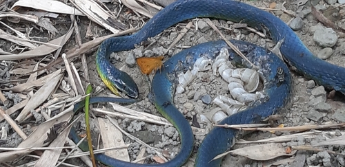 Chinese Green Snake (Ptyas major) - Snakes and Lizards