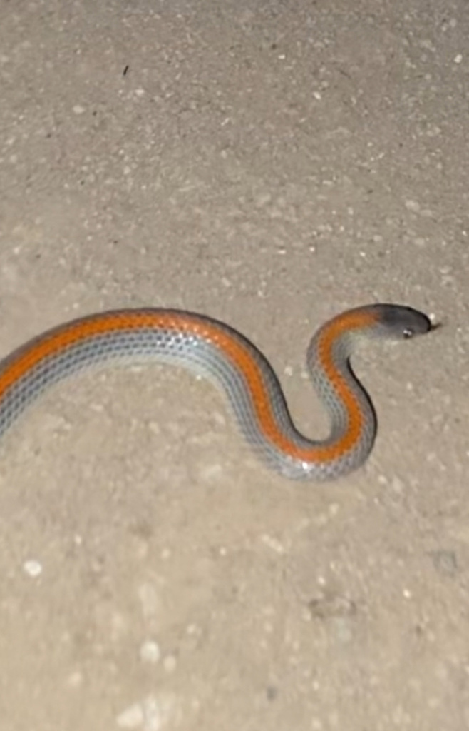 Ground Snake in August 2024 by Salvador Cabrera · iNaturalist