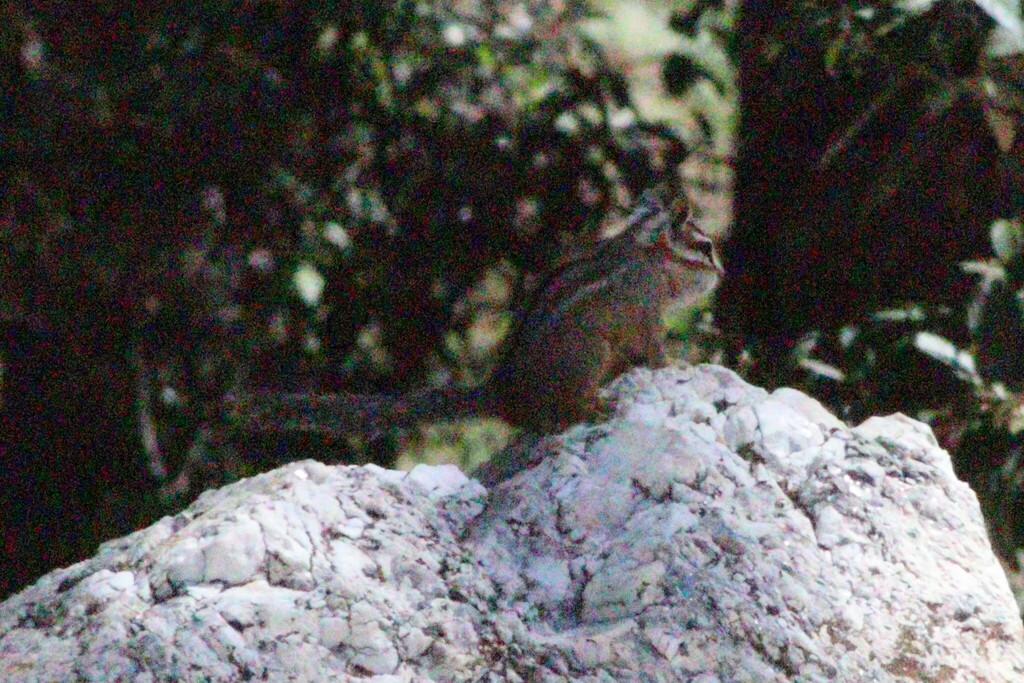 (Neotamias dorsalis utahensis) - Know Your Mammals