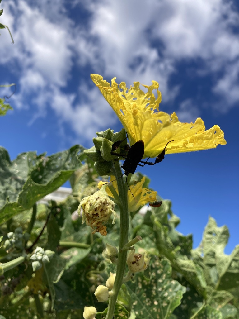 Citron Bug from Sunabe, Chatan, Okinawa, JP on September 1, 2024 at 10: ...
