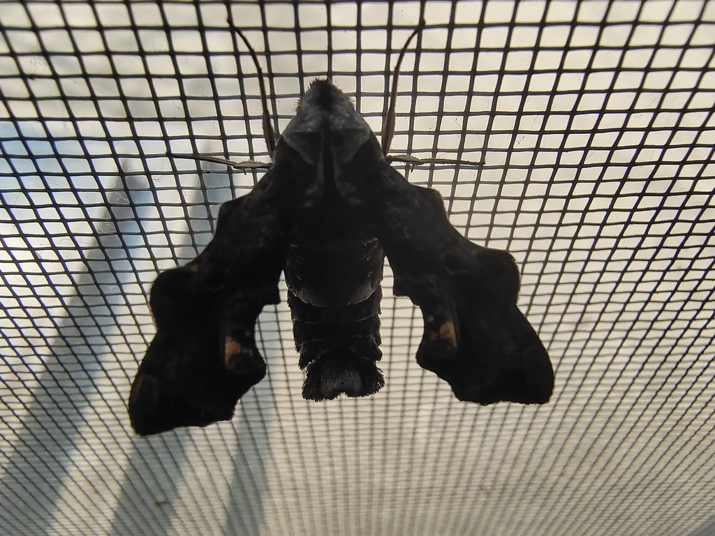 Neogurelca hyas from Yichun, CN-JX, CN on September 1, 2024 at 08:34 AM ...