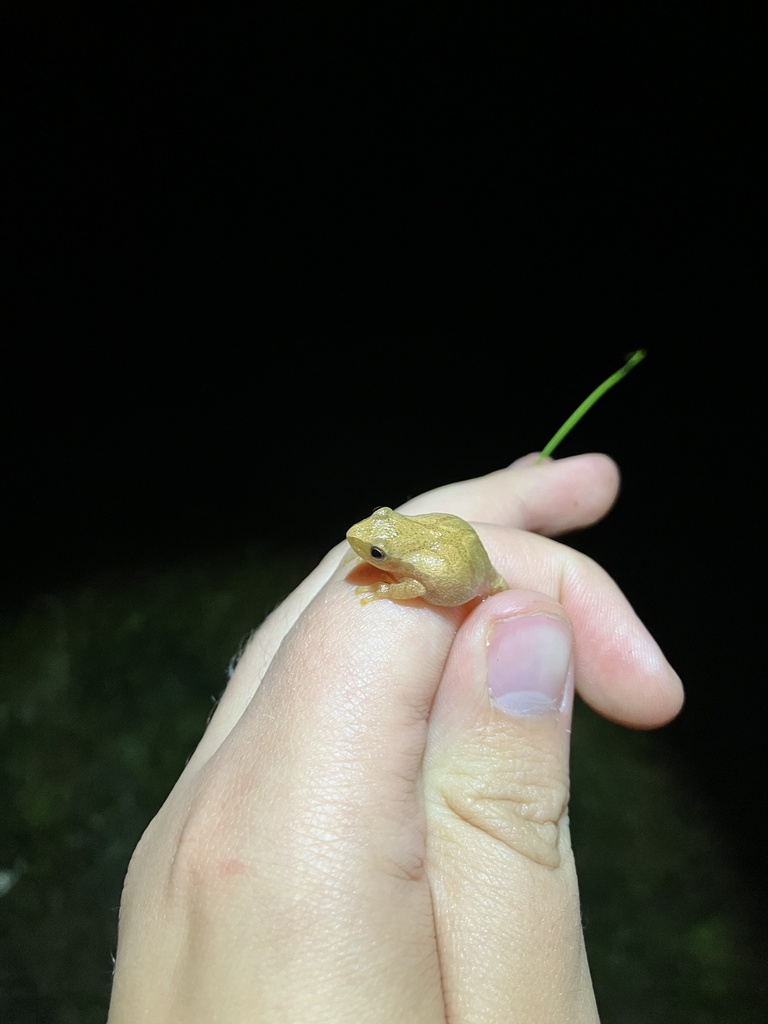 Spring Peeper from Wargin Rd, Duluth, MN, US on August 31, 2024 at 11: ...