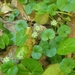 kidney weed (Dichondra repens) · iNaturalist