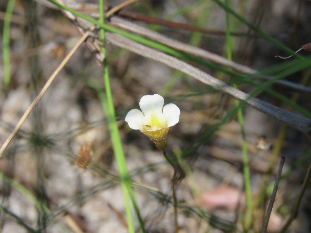 Vandellia scapigera from Kakadu National Park, Kakadu, NT, AU on August ...