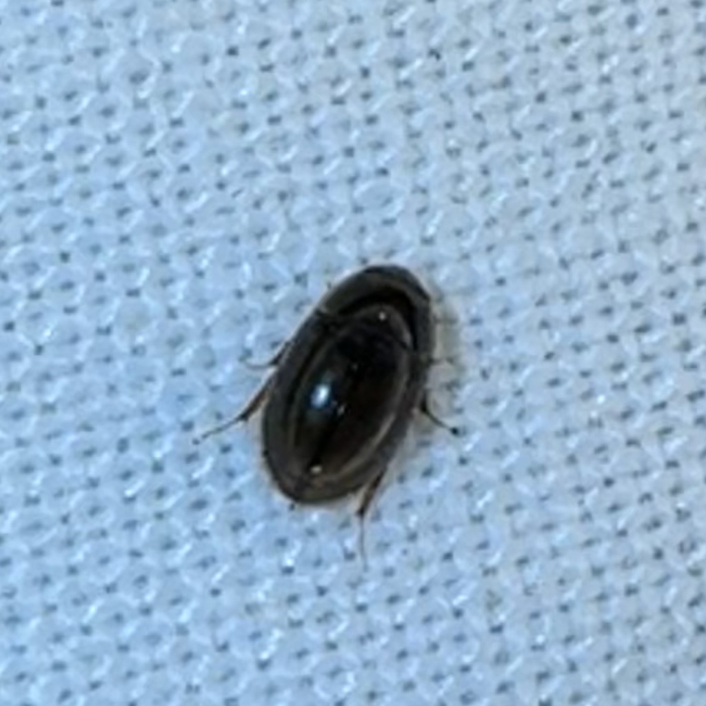 Water Scavenger Beetles from Pecan Dr, Brazoria, TX, US on August 31 ...