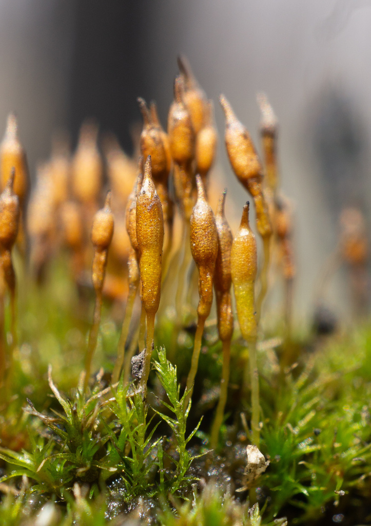 Bolander's bruchia in August 2024 by Matt Berger · iNaturalist