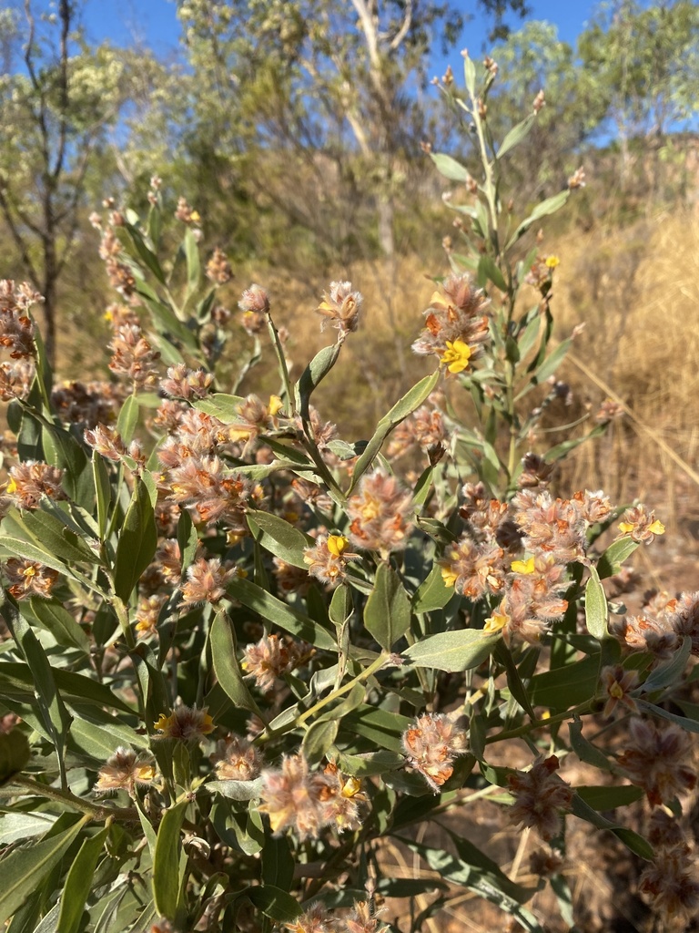 Jacksonia dilatata from Kakadu National Park, Kakadu, NT, AU on August ...