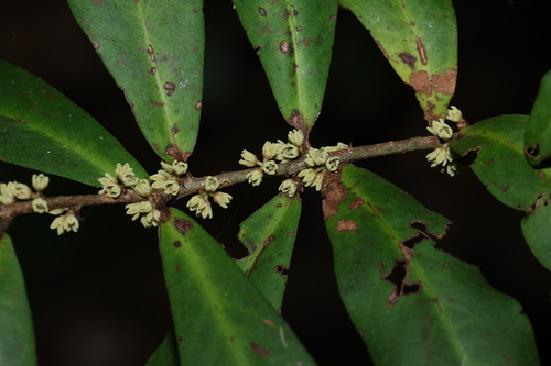 red muttonwood (Myrsine subsessilis) · iNaturalist
