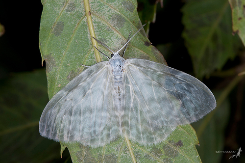 Subspecies Deroca hidda ampla · iNaturalist