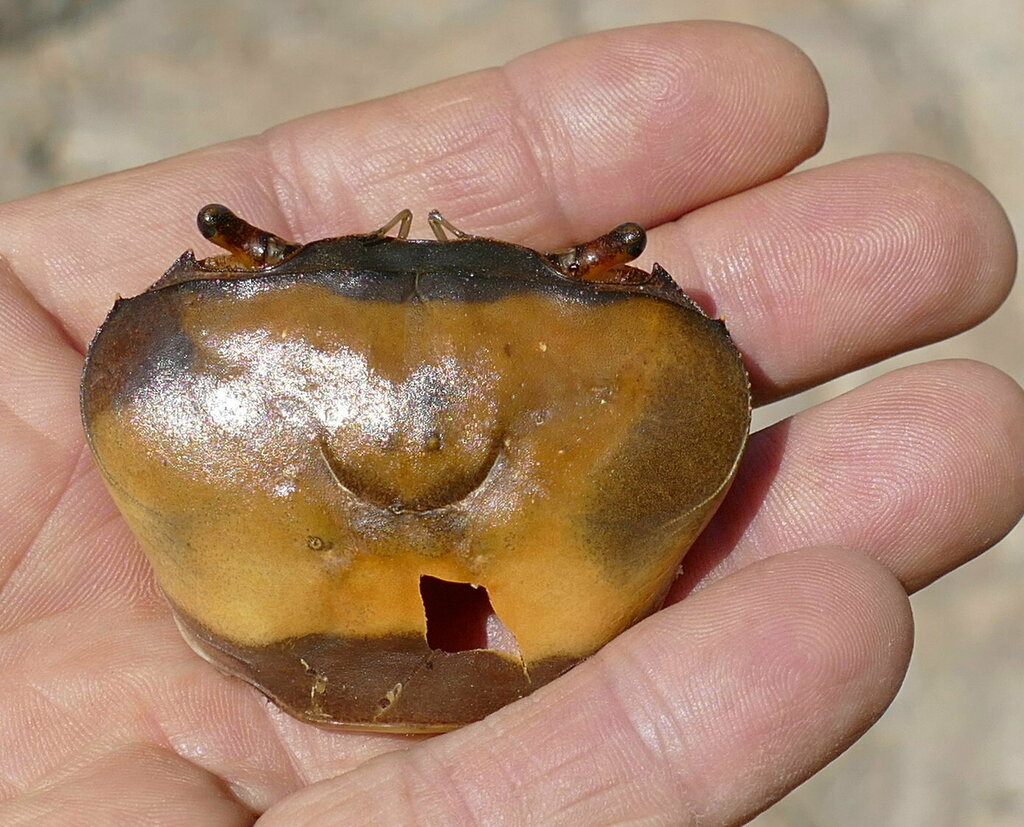 Namib River Crab from Naukluft Mountain Zebra park, Hardap, Namibia on ...