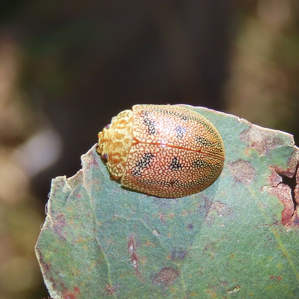 Dotted Paropsine Leaf Beetle from Quaama NSW 2550, Australia on August ...