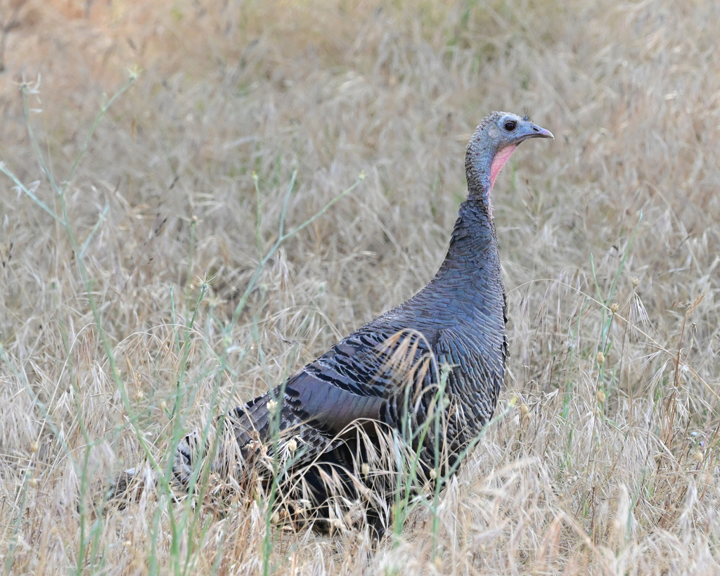Wild Turkey (Common Birds of the Sacramento Area, CA) · iNaturalist
