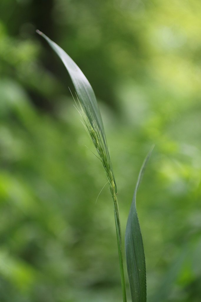 silky wild rye from Willowbrook Wildlife Center, Glen Ellyn, IL, USA on ...